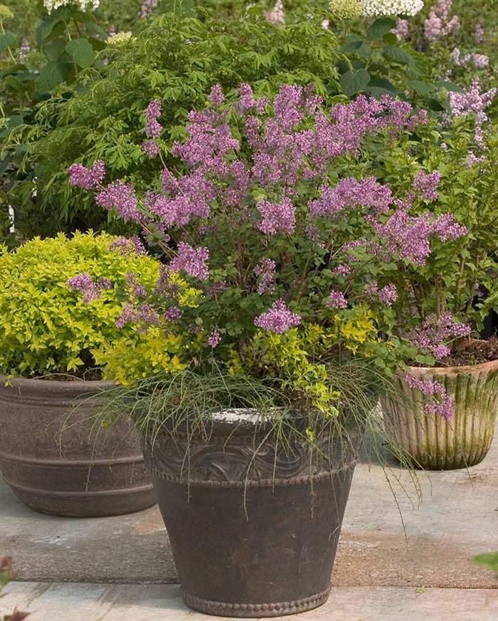 How to Use Vase-Shaped Shrubs and Trees in Garden Design - Horticulture