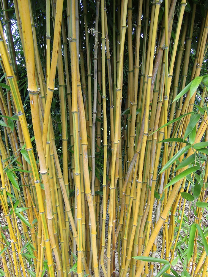 What Not to Plant: One Gardener's Regrets - Horticulture