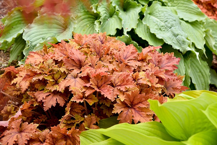 Copper King Heucherella Brings the Color Orange to the Shade - Horticulture