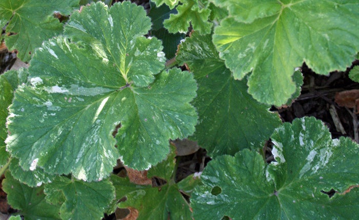 Snowflake Geranium Appeals with Its Large, Fragrant Leaves - Horticulture