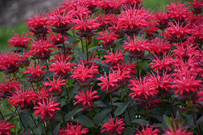 Plant Red Velvet Beebalm for Its Height (and the Hummingbirds ...