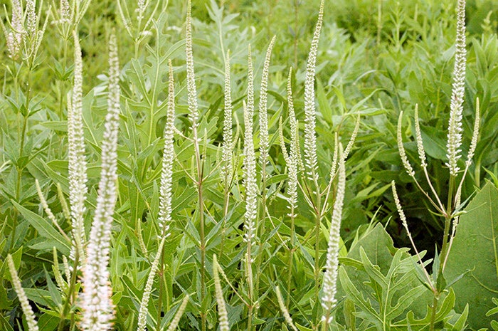 Culver's Root Provides Tall Flowers Through Summer - Horticulture