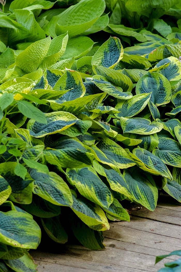 Identifying Hosta Diseases and Pests - Horticulture