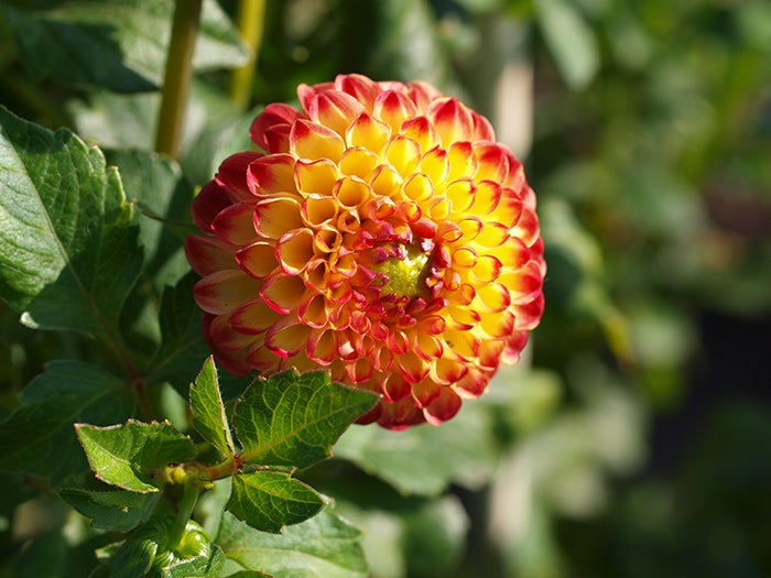 Heirloom Dahlias Shine in the Summer Garden - Horticulture