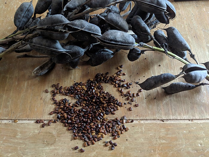 How to Harvest and Grow the Seeds of Blue Indigo - Horticulture