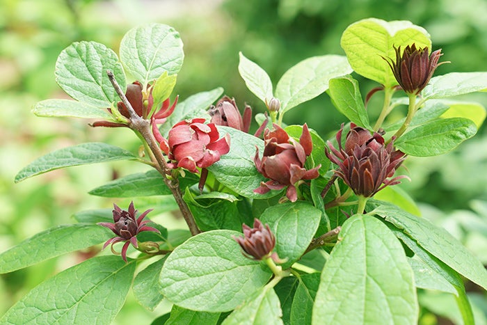 For Fragrant Flowers, Try Simply Scentsational Sweetshrub - Horticulture