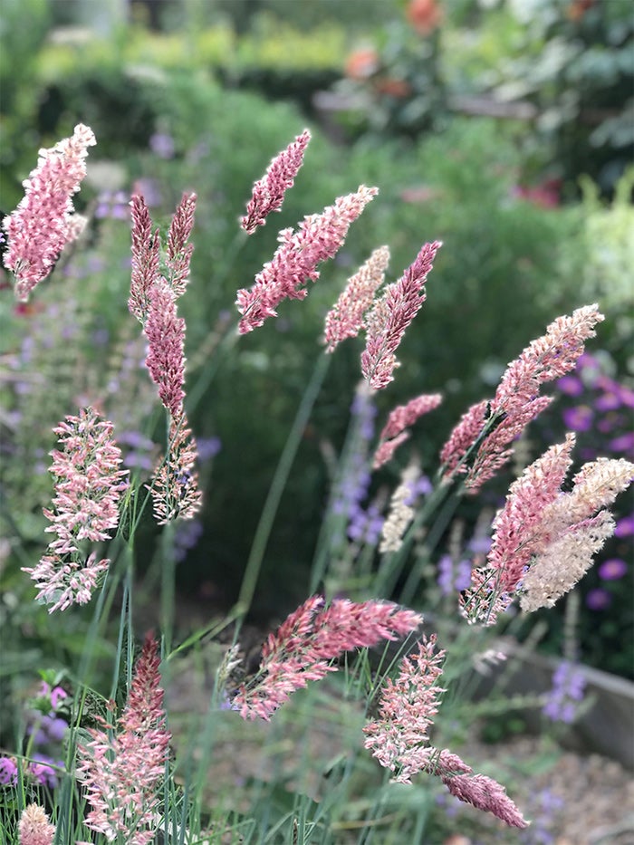 A Small Ornamental Grass for the Garden - Horticulture