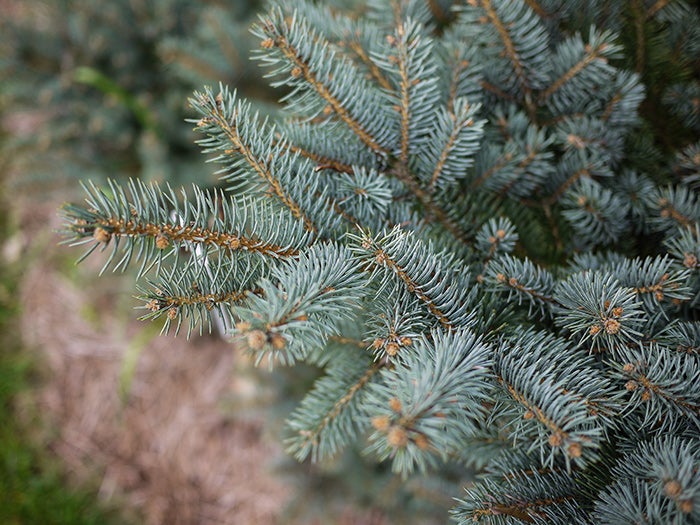 Globosa Blue Spruce Is a Favorite Blue Conifer - Horticulture