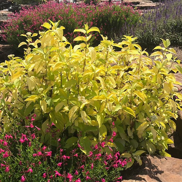 The Best Garden Plants With Chartreuse Foliage - Horticulture
