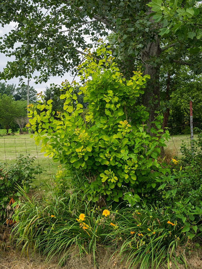 The Best Garden Plants With Chartreuse Foliage - Horticulture