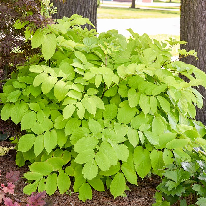 The Best Garden Plants With Chartreuse Foliage - Horticulture