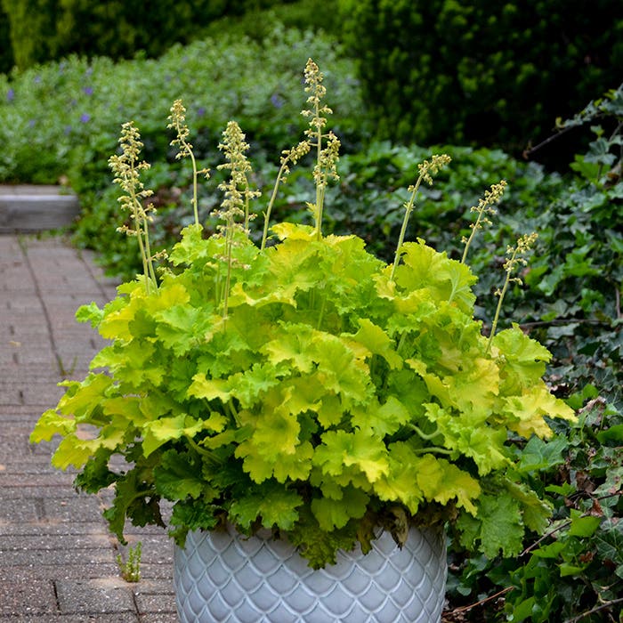 The Best Garden Plants With Chartreuse Foliage - Horticulture