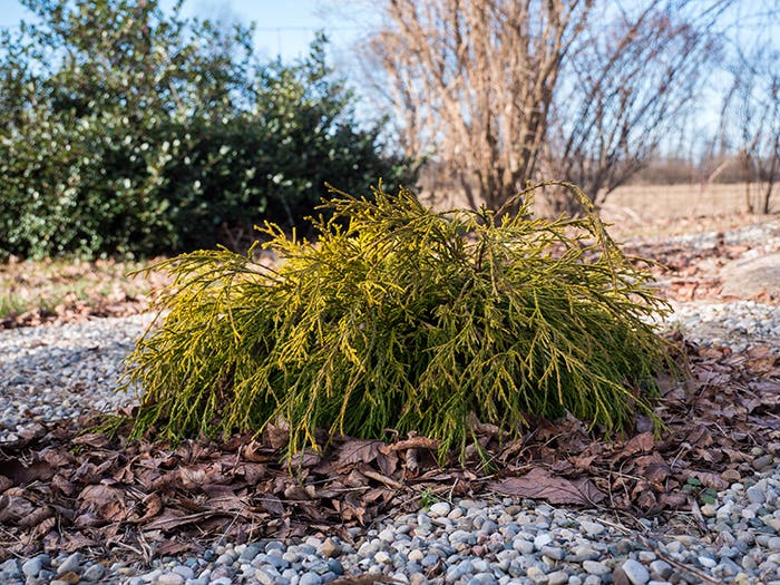 The Best Garden Plants With Chartreuse Foliage - Horticulture