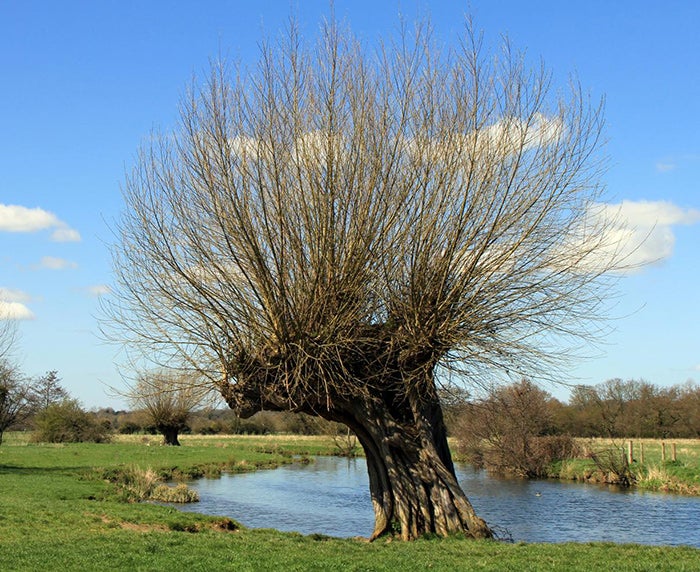 Pruning Techniques: Coppicing and Pollarding Trees and Shrubs
