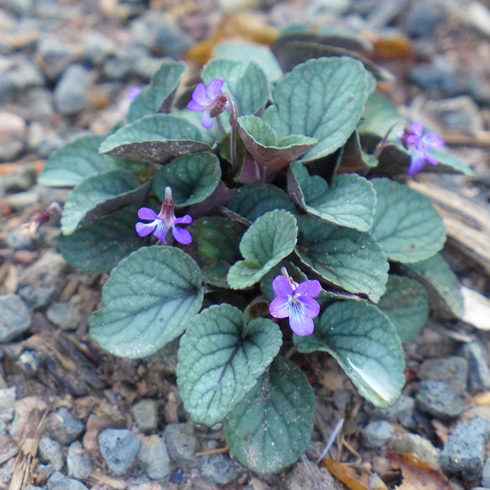 Grow Silver Gem Violet for Its Foliage and Flowers - Horticulture