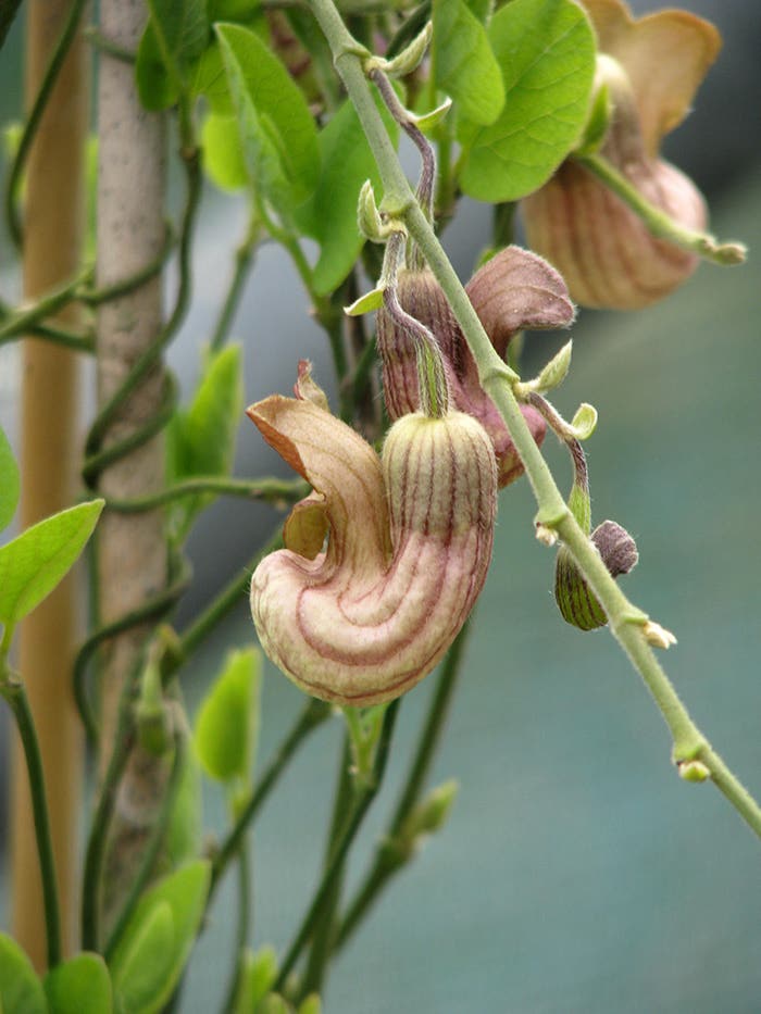 Native Vines to Grow in the Garden and Landscape - Horticulture