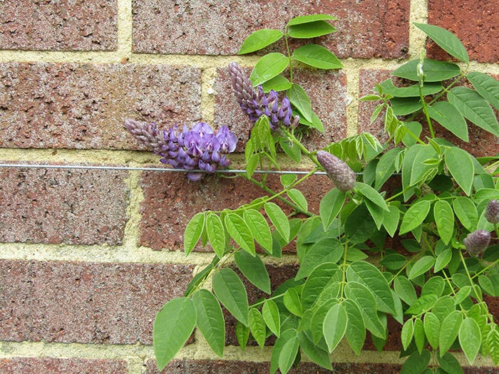 Native Vines to Grow in the Garden and Landscape - Horticulture