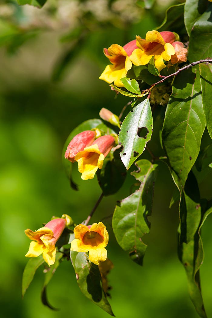 Native Vines to Grow in the Garden and Landscape - Horticulture