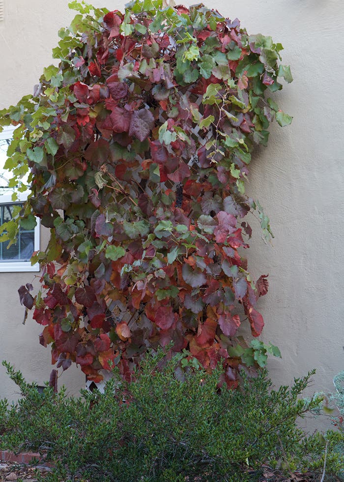 Native Vines to Grow in the Garden and Landscape - Horticulture