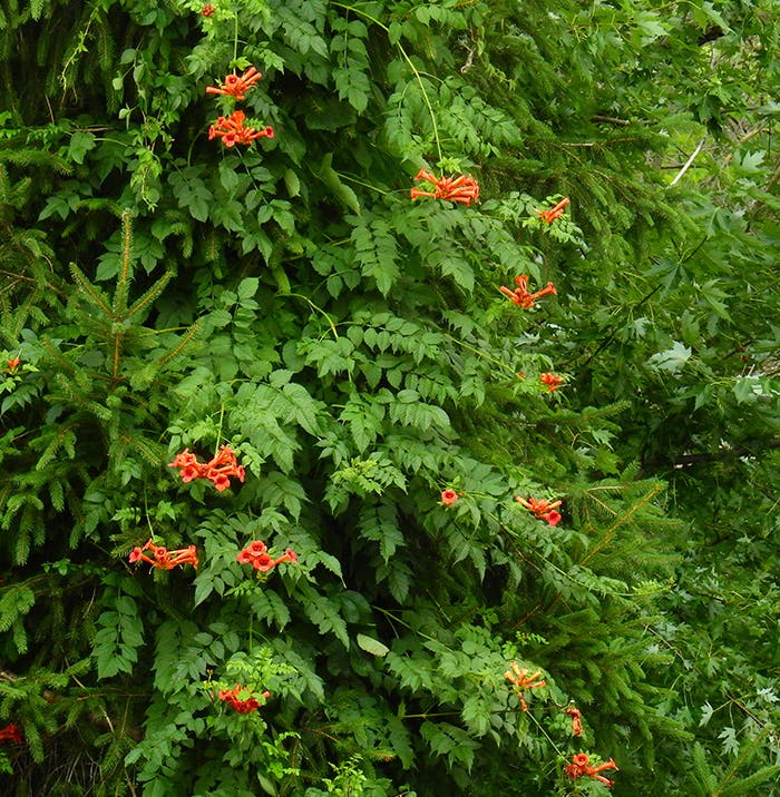 Native Vines to Grow in the Garden and Landscape - Horticulture