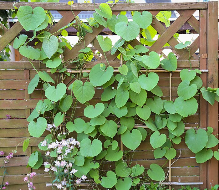 Native Vines to Grow in the Garden and Landscape - Horticulture