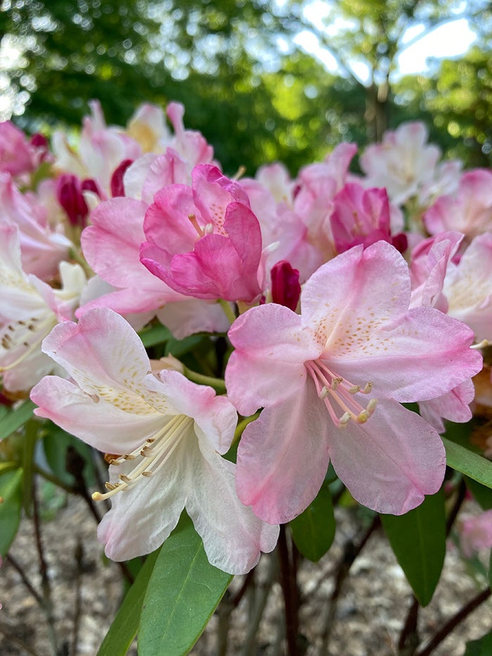 Percy Wiseman Rhododendron Makes a Color-Changing Show in the Spring ...