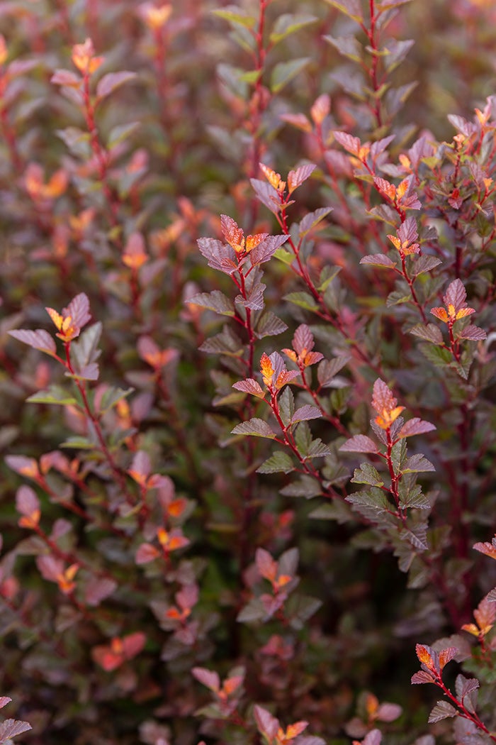 Spicy Devil Ninebark Is a Colorful Small Native Shrub - Horticulture