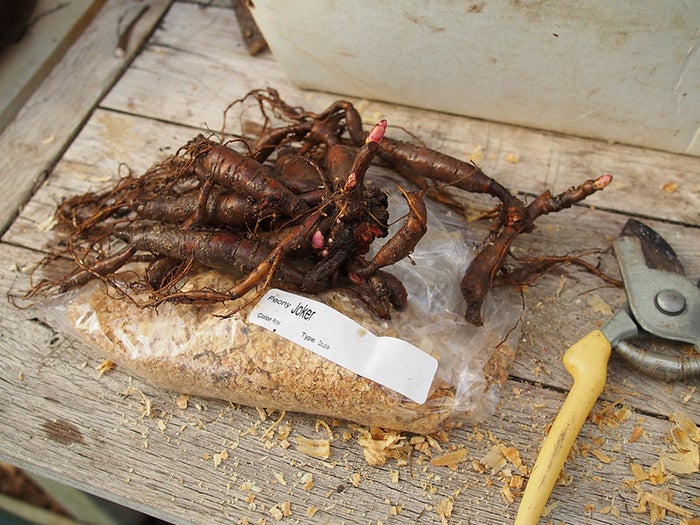 Planting Bare-Root Peonies - Horticulture