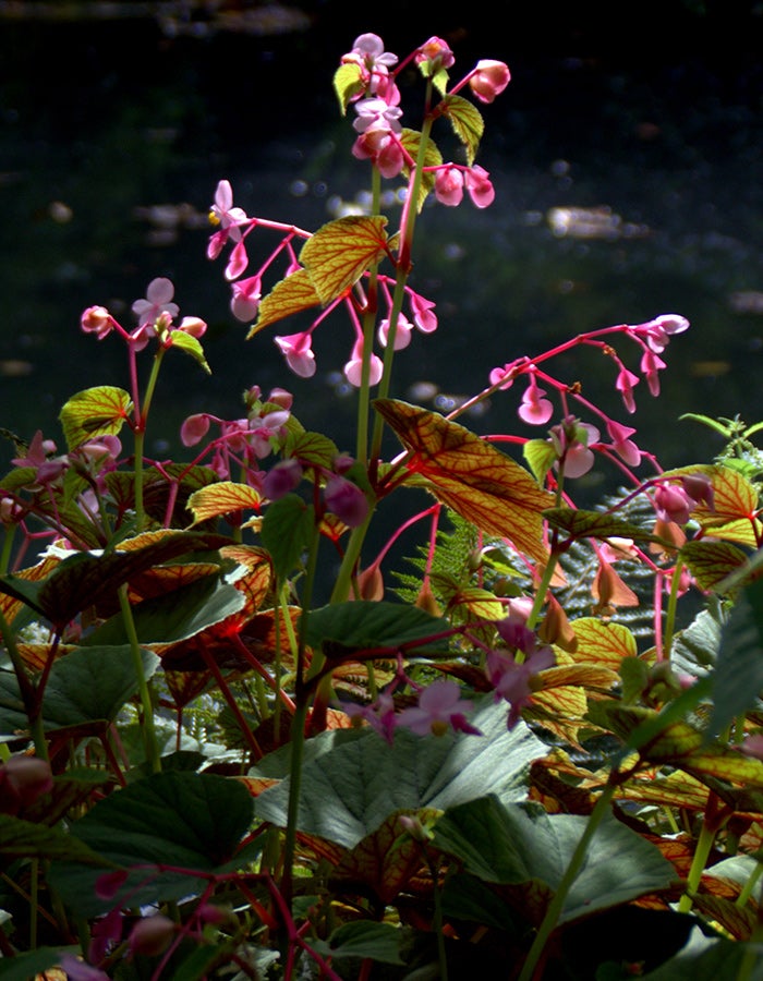 Hardy Begonia Blooms in Shade in Summer and Fall - Horticulture