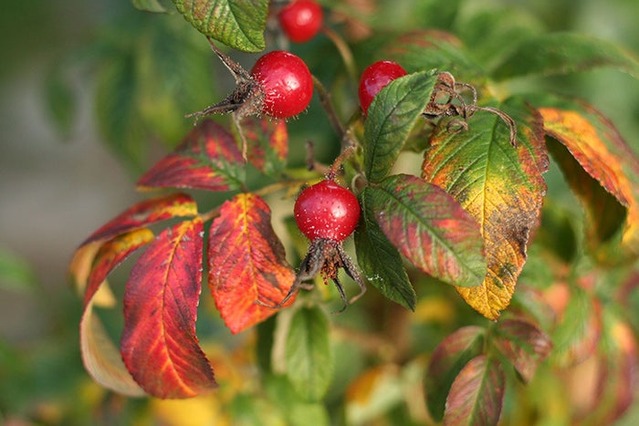 The Best Roses to Grow for Rose Hips - Horticulture