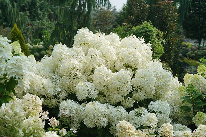 Puffer Fish Hydrangea: a Fun New Take on a Favorite Shrub - Horticulture