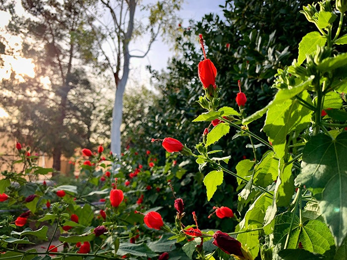 Turk’s Cap, a Southern Native Plant with Unique Autumn Flowers ...