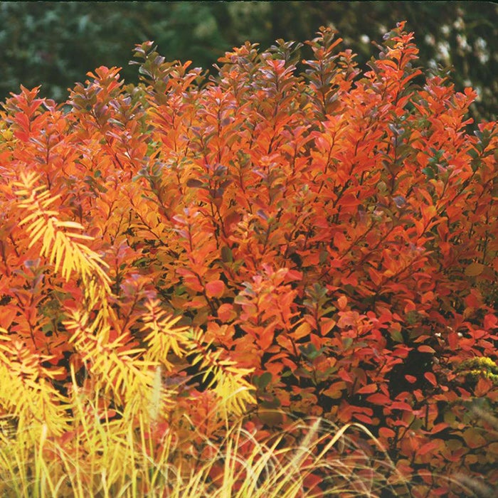 Grow This Birchleaf Spiraea for Its Fall Foliage and More - Horticulture