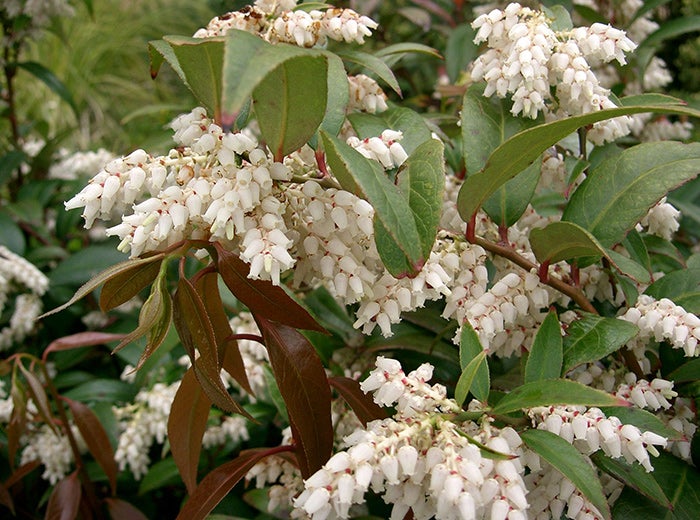 Native North American Evergreen Shrubs for Gardens - Horticulture