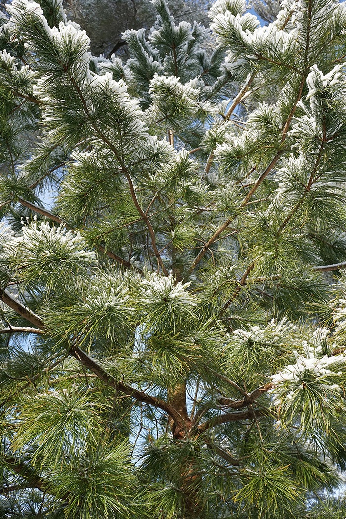 Korean Pine Wins Where Winters Are Extreme - Horticulture