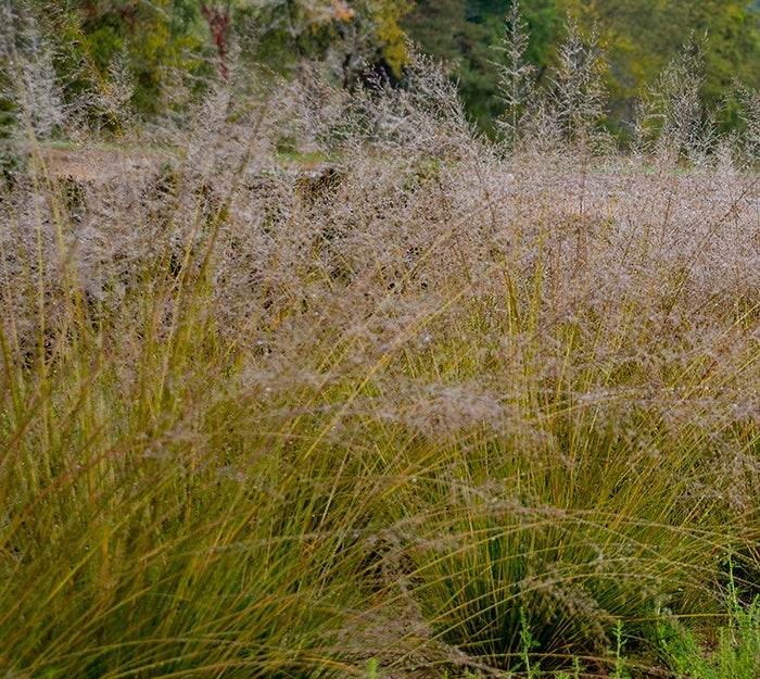 Prairie Dropseed Is a Good Grass for Small Garden Spaces - Horticulture