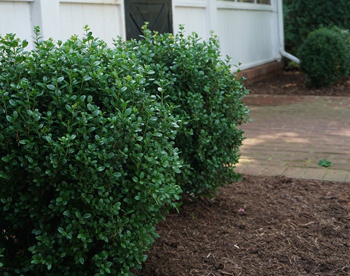 Columnar Boxwood Varieties How To Care For Boxwood Shrubs