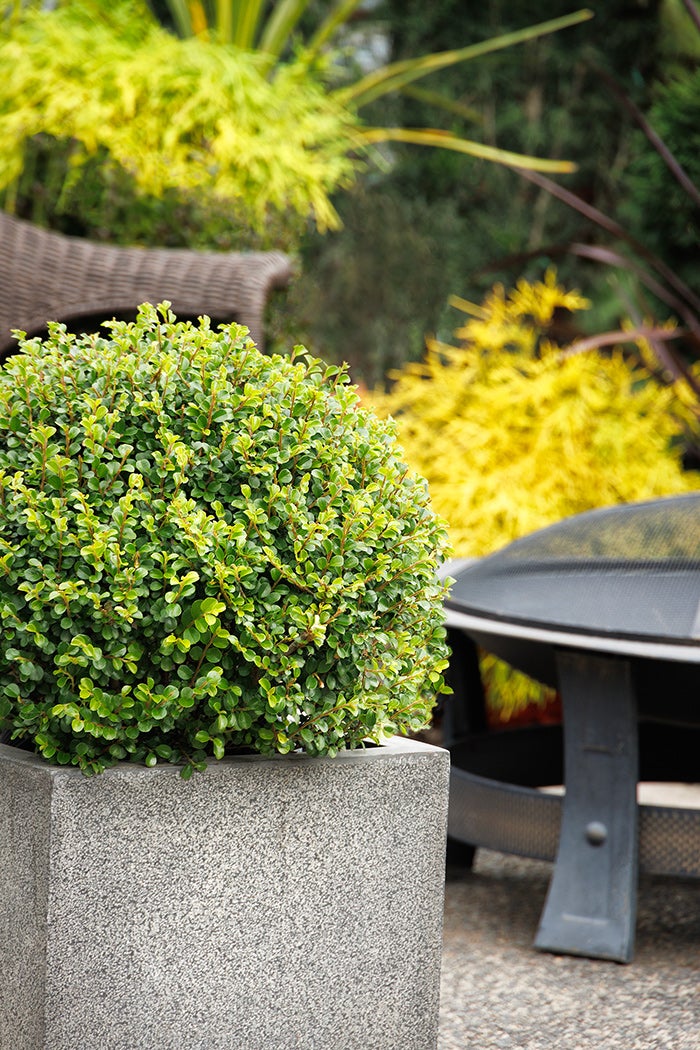 Use Shear Genius Cotoneaster for Garden Structure - Horticulture